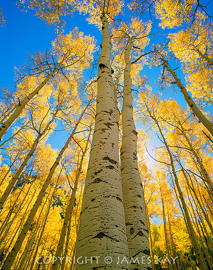 Aspen Trees along Maroon Creek, Elk Mountains, Colorado | James Kay ...